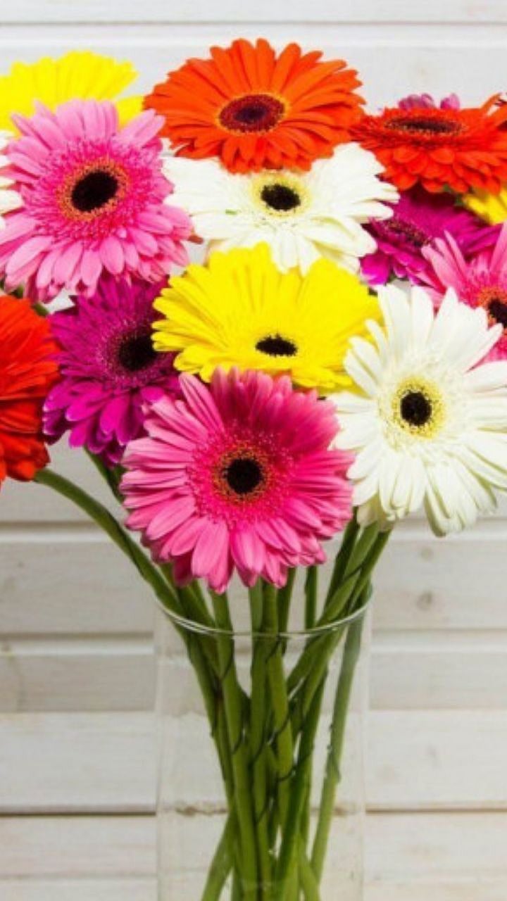 Gerbera Flower Farming : जरबेराची फुलाची शेती खूप फायद्याची |Gerbera ...