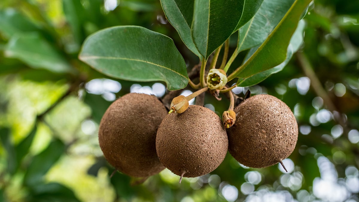 Chiku Crop Insurance | चिकू फळपिकासाठी विमा योजना | Insurance scheme ...