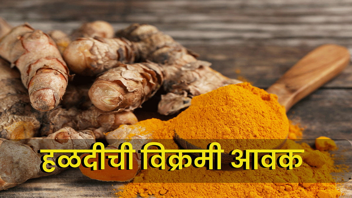 Turmeric Arrival । रिसोड बाजार समितीत हळदीची विक्रमी आवक । Record ...