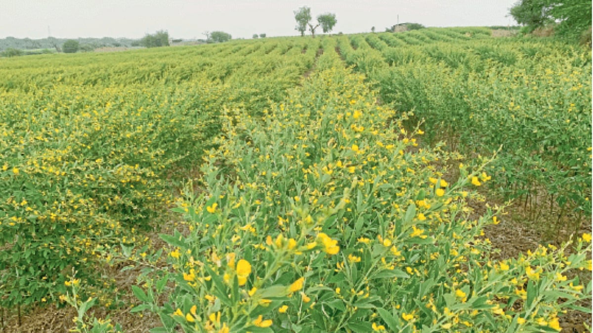 Tur Variety | तुरीच्या सुधारित वाणांची वैशिष्ट्ये | Characteristics of ...