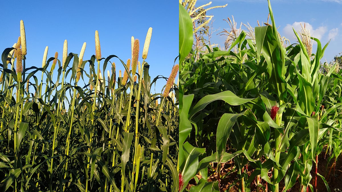 Fodder Crop : जनावरांची हिरव्या चाऱ्याची गरज भागविण्यासाठी बाजरी, मका ...