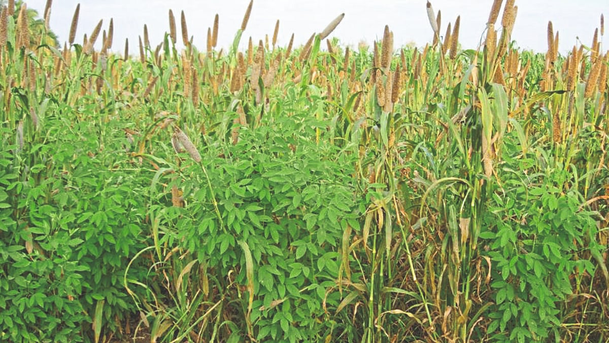 Inter Crop Farming | आंतरपीक पद्धतीवर भर द्या...| Emphasis on ...