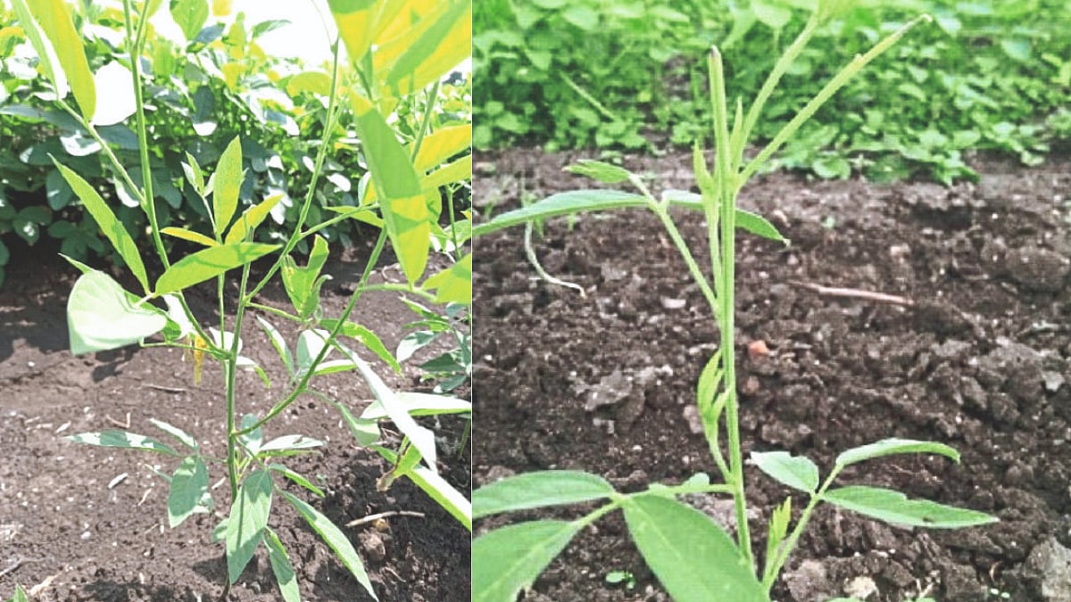 Tur Production | तूर पीक उत्पादनवाढीसाठी ठळक बाबी | Highlights for ...