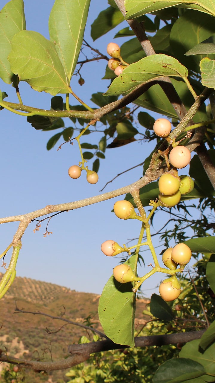 Godan Fruit : भोकरवर्गीय गोदन का होतेय दुर्मीळ?|Why is cow Cordia ...