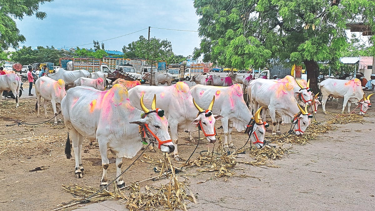 Animal Selection : जातिवंत जनावरांच्या निवडीचे निकष|Criteria for ...