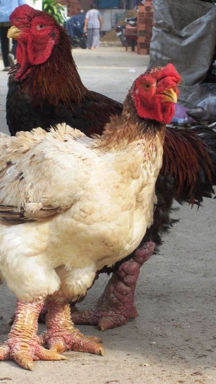 Poultry : बापरे ! १.६३ लाखाची कोंबडी पशुपालक मालामाल | 1.63 lakhs of ...