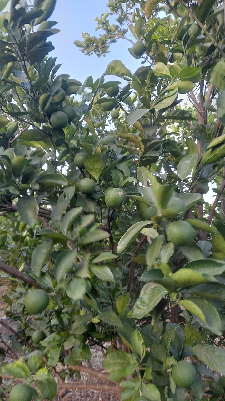 Mosambi Crop| मोसंबी बागेची तहान कशी भागवावी?| Mosambi crop is a water ...