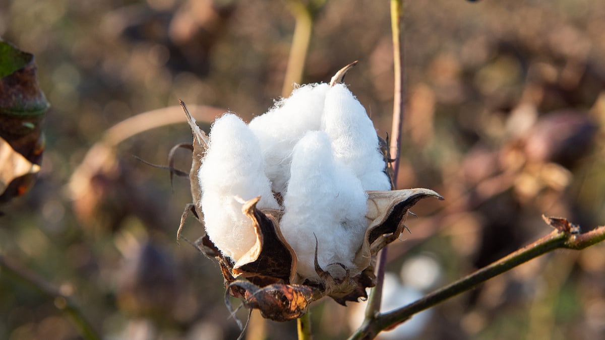 Cotton Seed Selling | आजपासून कपाशी बियाण्याच्या विक्रीस सुरुवात | Sale ...