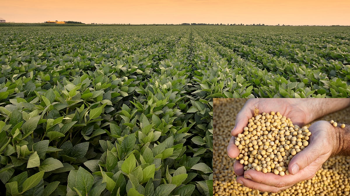 Soybean Cultivation : सोयाबीनखालील क्षेत्र राहणार सरासरी इतकेच|The area under soybeans will ...