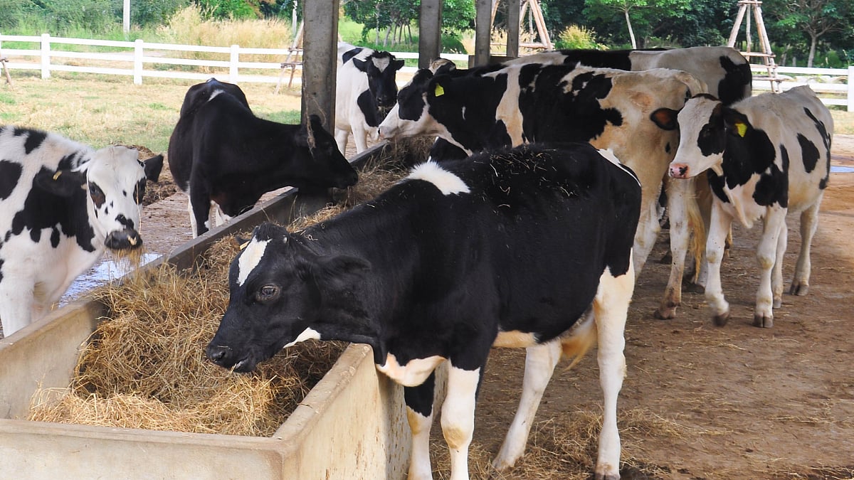 Animal Care : जनावरांतील खरुज, आसडी वर सोपे उपाय काय आहेत?|What are the ...