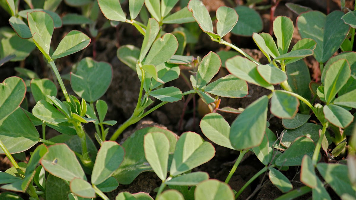 Methi Lagwad : कमी खर्चात जास्त उत्पादन देणारे मेथी पीक |High yielding ...