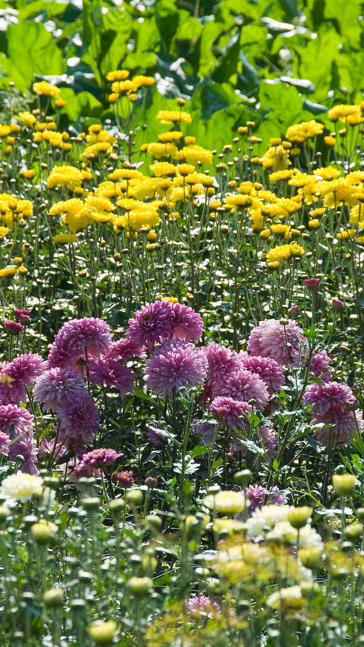 Shevanti Farming : योग्य वेळी करा शेवंतीची लागवड |Plant shevanti at the ...