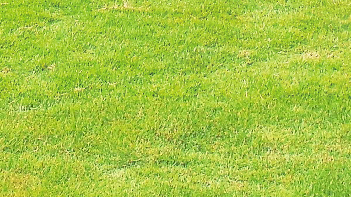 Planting Greenery | हिरवळ निर्मितीचे तंत्र| Greening techniques update ...