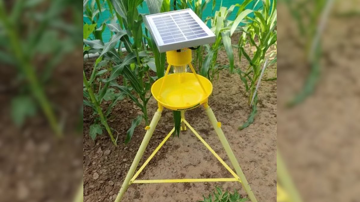 Trap Use : सेंद्रिय पीक पद्धतीत सापळ्याचा वापर कसा करावा?|How to use ...