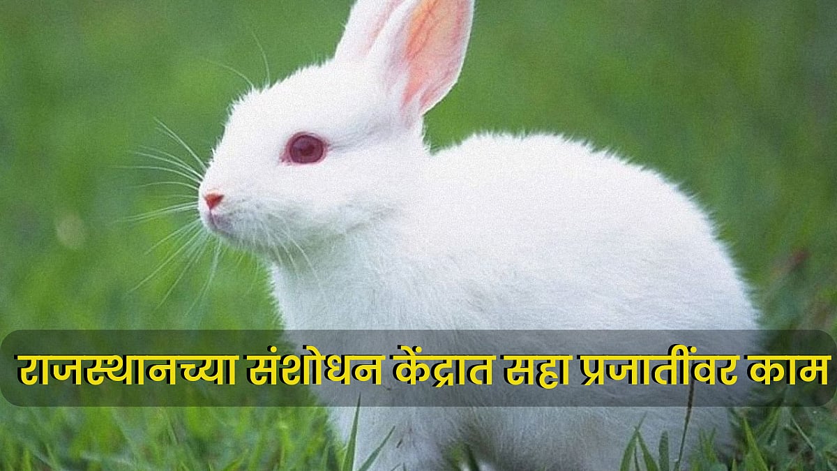 Rabbit Farming । राजस्थानच्या संशोधन केंद्रात सहा प्रजातींवर काम। Work ...