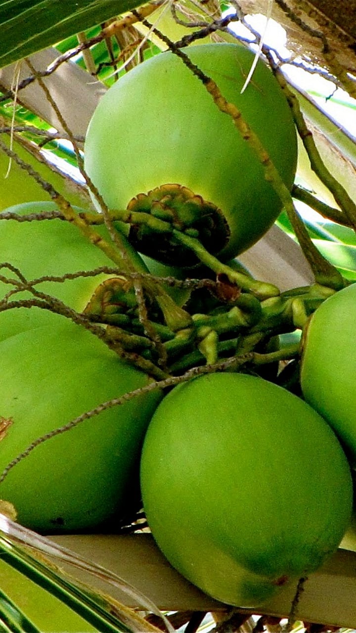 Coconut Peel । नाराळाची साल वापरून तुमचं गार्डन करा सुंदर । Beautify ...