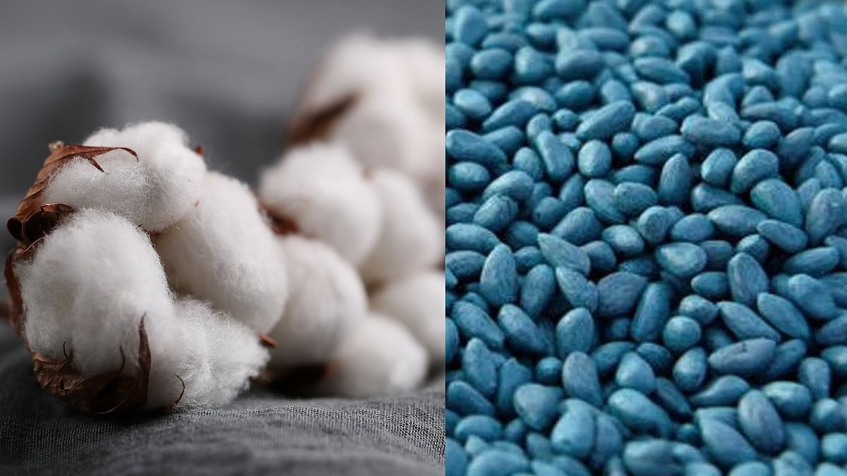 Bogus Cotton Seed | कपाशीच्या बनावट बियाण्याची ९५५ पाकिटे जप्त | 955 ...