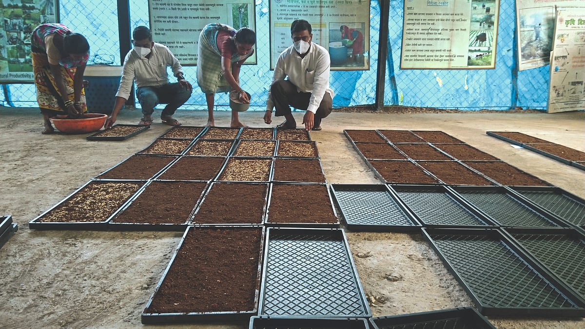 Rice Farming | प्रो ट्रे नर्सरी तंत्राने भातशेती झाली सुकर | Rice ...
