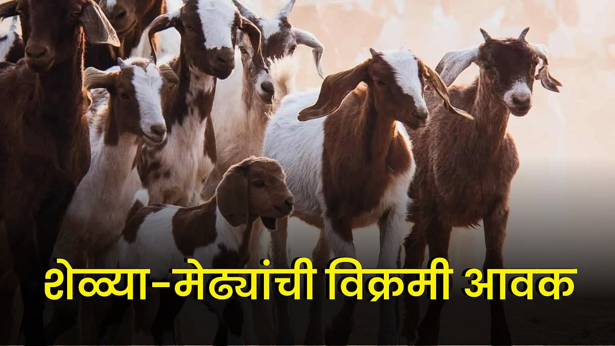 Goat Market । लोणंदला शेळ्या-मेढ्यांची विक्रमी आवक । Record arrival of ...