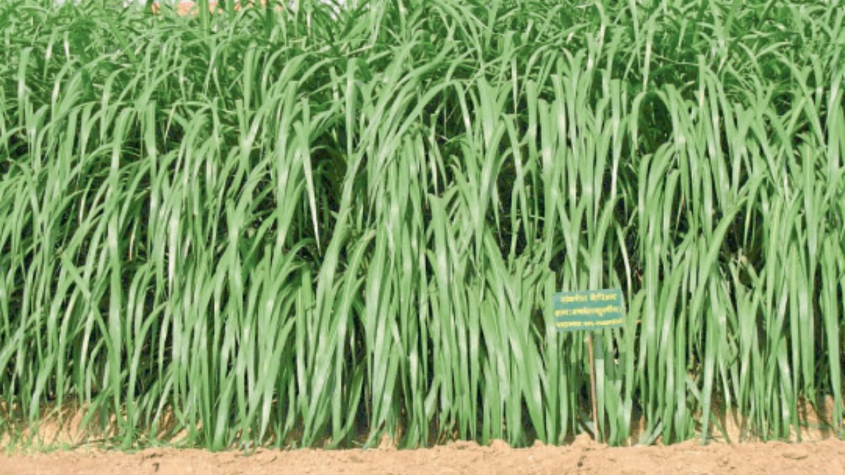 Cultivation of Napier grass | चाऱ्यासाठी संकरित नेपियर गवताची लागवड ...