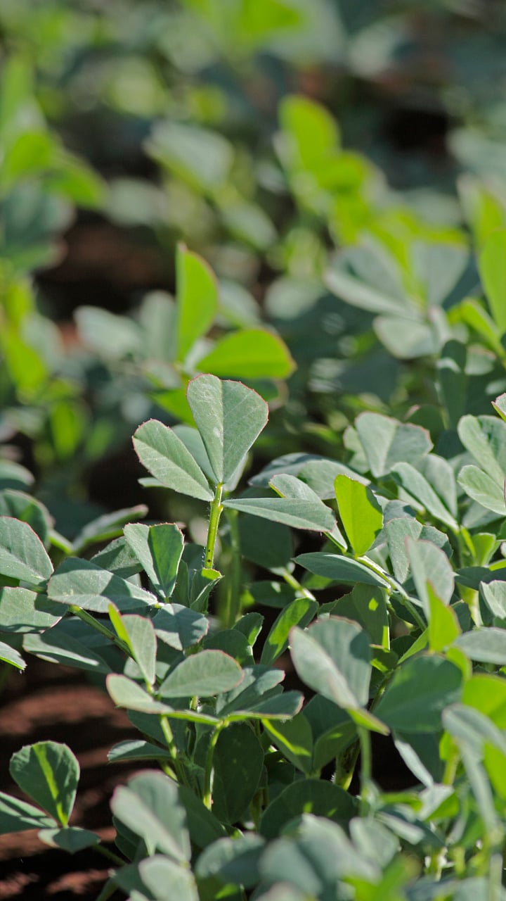 Methi Cultivation : मेथी लागवड फायदेशीर का आहे?|Why is fenugreek ...