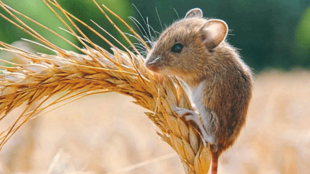 Crop Damage | उंदरापासून पिकांचा बचाव करण्याचे पर्यावरणपूरक तंत्र | Eco ...