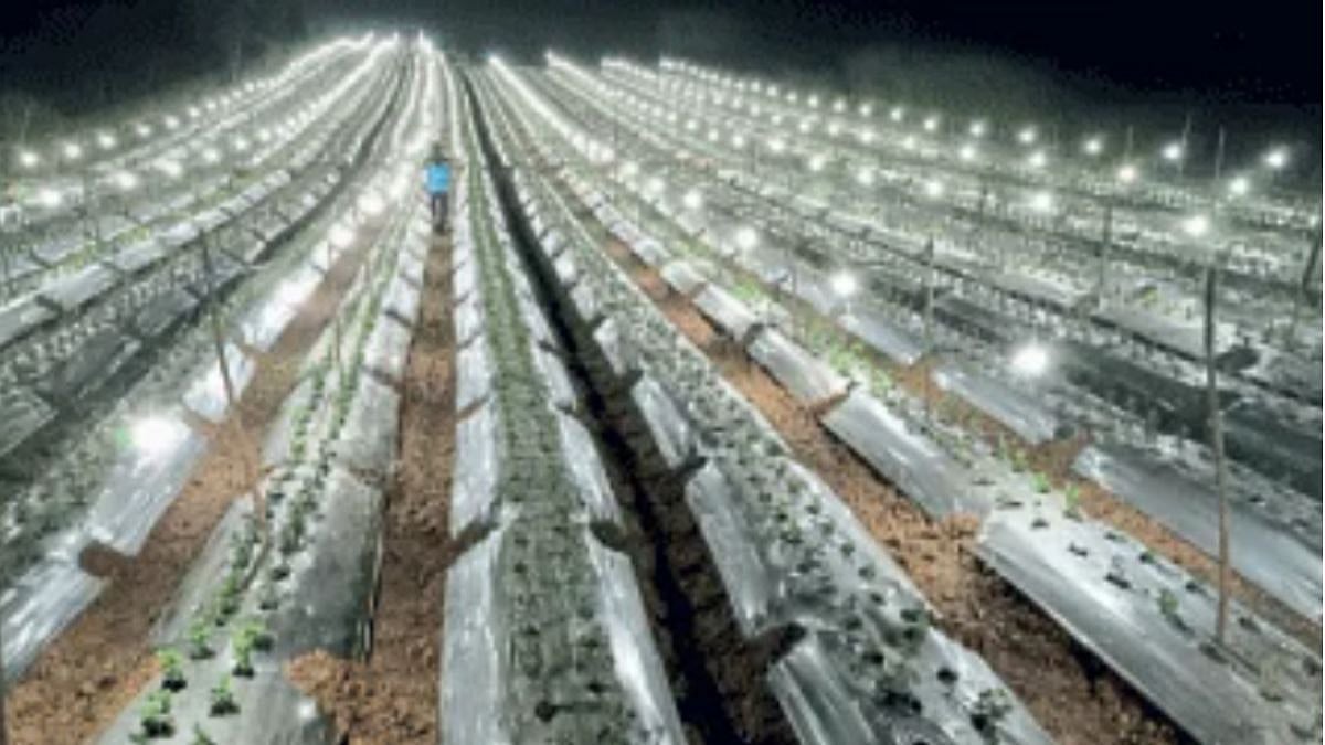 ‘एलईडी’च्या झोतात उजळली ‘शेवंती’ची शेती|Flower Farming