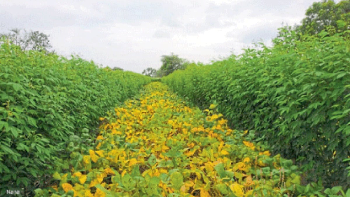 Tur Varieties Selection | उत्पादन वाढीसाठी तूर वाणाची निवड, पेरणी ...