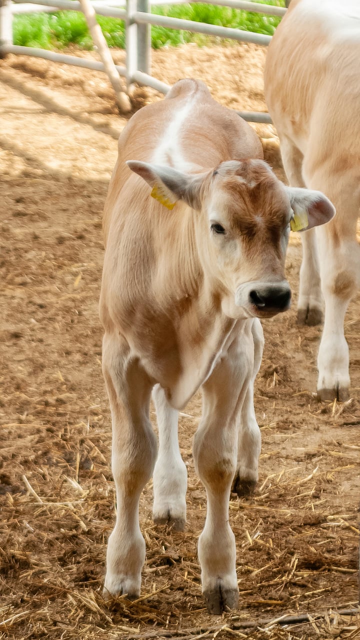 Calf Deworming : वासरांतील जंताचा प्रादुर्भाव कसा रोखायचा?|How to prevent the spread of worms in ...
