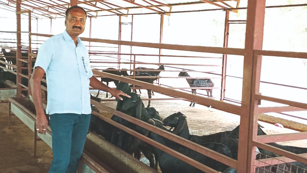 Goat Farming | मराठवाड्यात शेळीपालनासाठी उस्मानाबादी शेळ्यांना पसंती ...