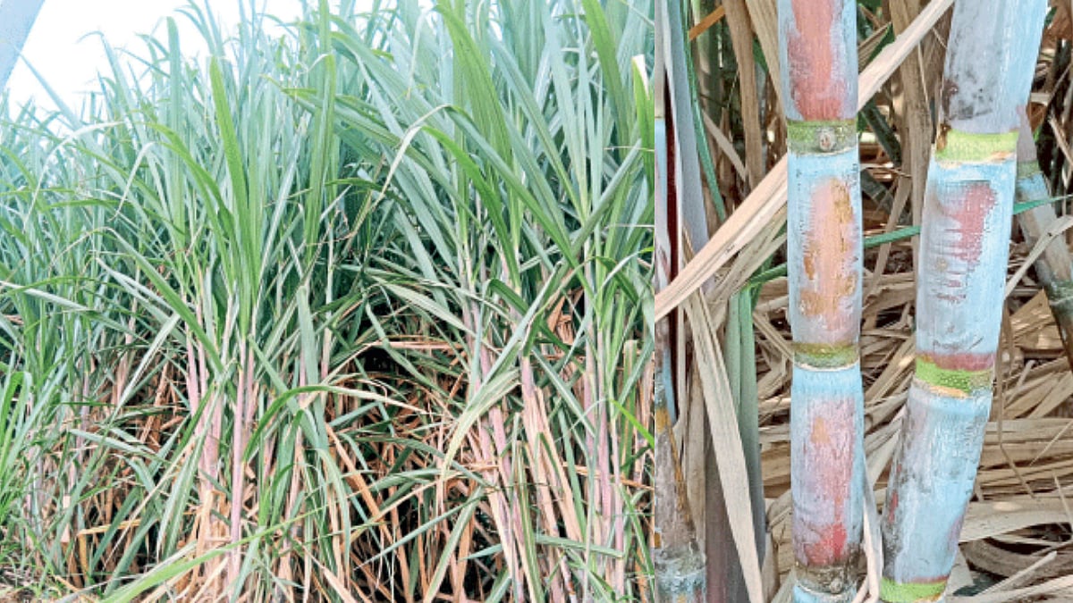 Vasant Urja Use : ताण सहन करण्यासाठी वसंत ऊर्जा फायदेशीर|To enhance the ...