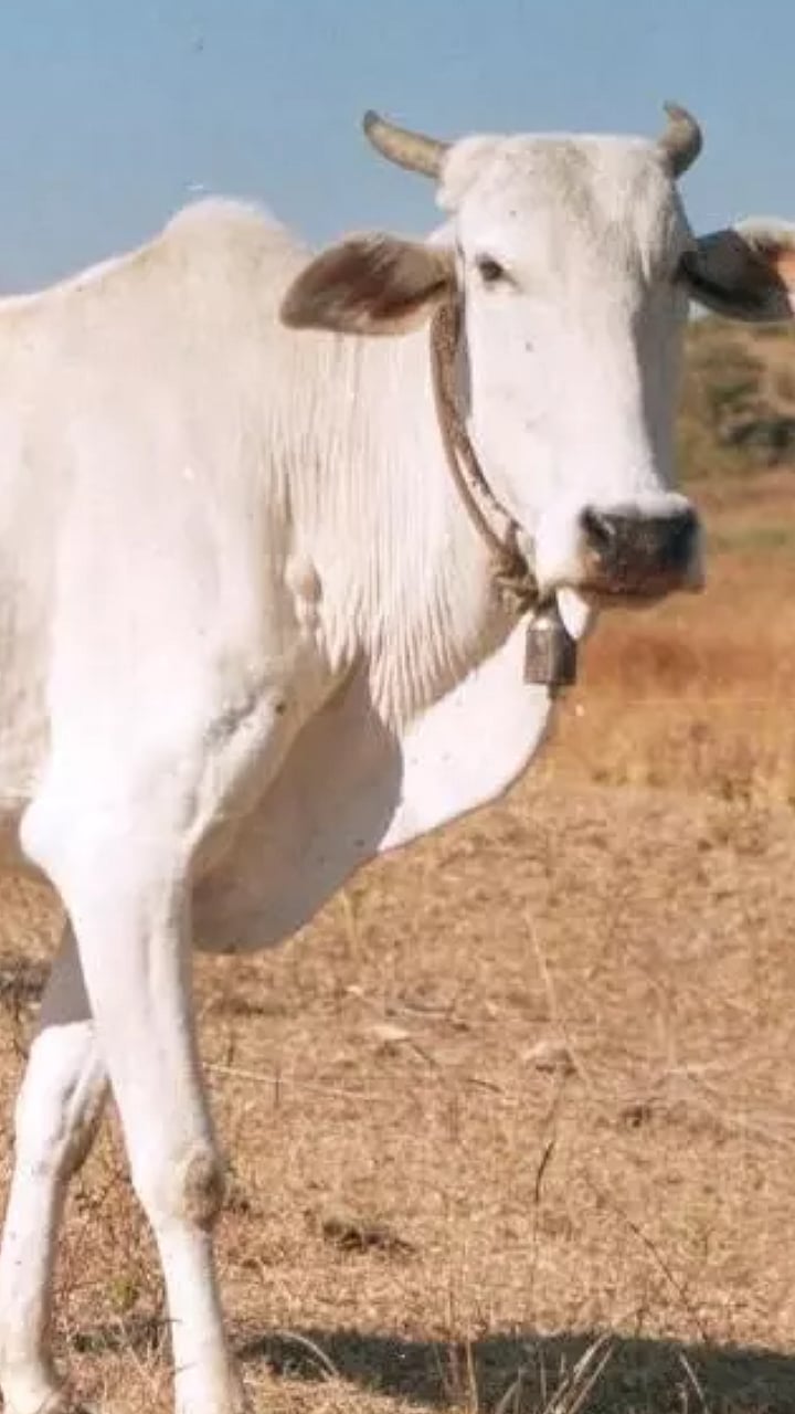 Dairy Business :या जातीची 'ही' गाय शेतकऱ्यांना करेल मालामाल! | Malawi ...