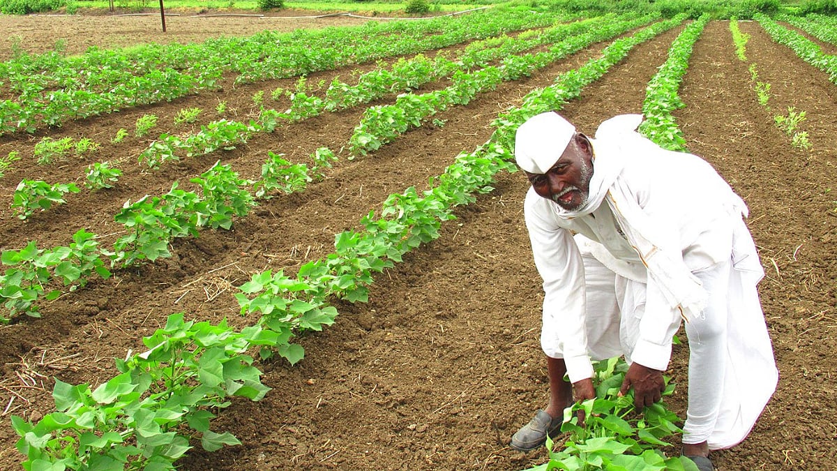Cotton Sowing । चार लाख हेक्टरवर कापसाची लागवड । Cotton cultivation on ...