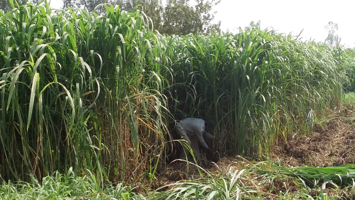 Fodder Crop Harvesting : चारा पिकाची वेळेवर कापणी करा|Harvest the ...