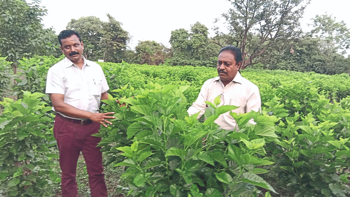 Tuti Crop Update | कोरडवाहू तुती पाला उत्पादनाकरिता वृक्ष पॅटर्न | Tree ...