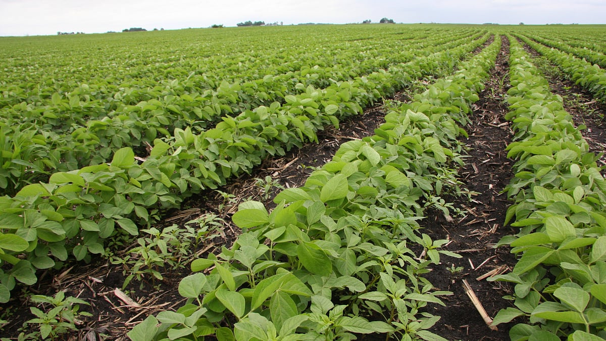 Weed Control : कसा रोखायचा पिकातील तणांचा प्रादुर्भाव?|How to prevent ...