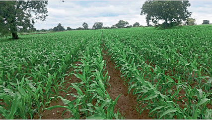Moong Urad Sowing । मराठवाड्यात ज्वारी, मूग, उडदाची अपेक्षित पेरणी ...