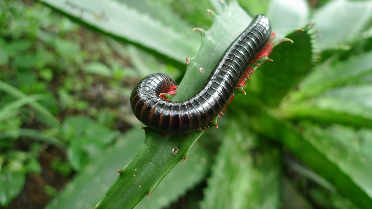 Millipede Pest । मिलीपीड किडीचे व्यवस्थापन । Millipede Pest Management