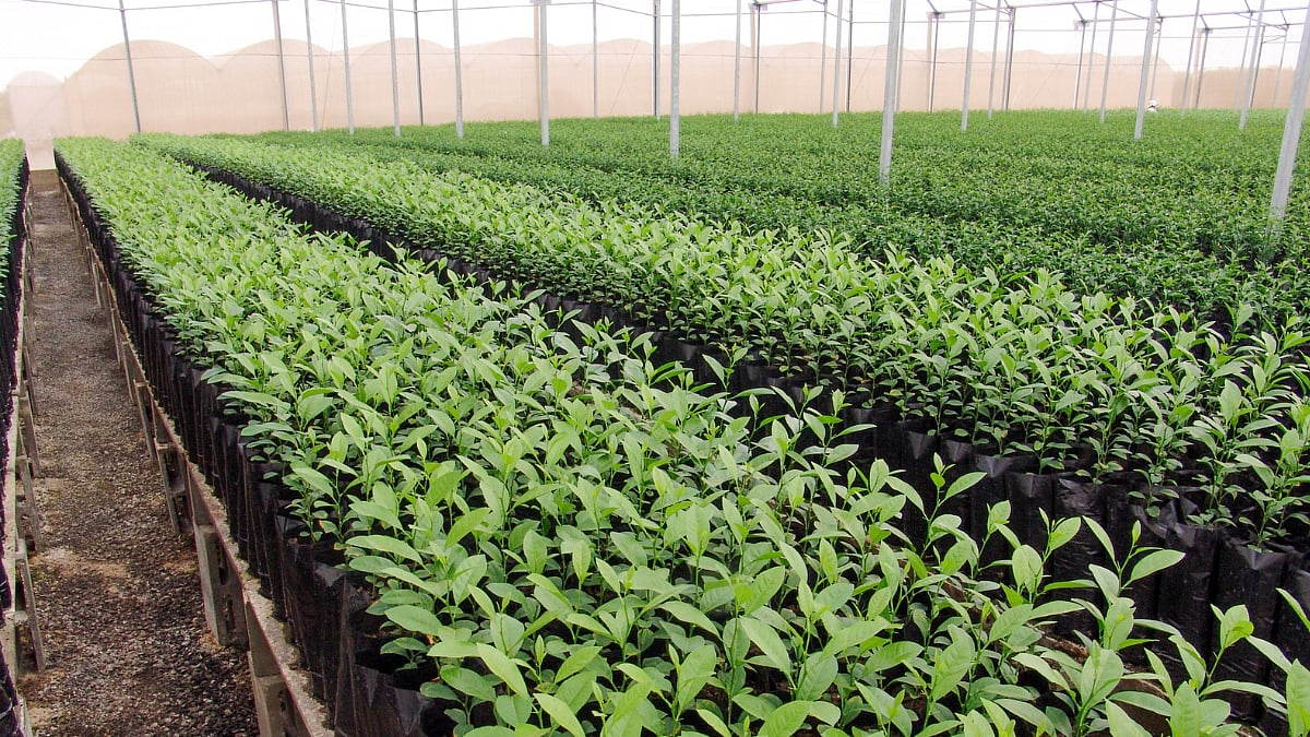 Orange Kalam Selection : संत्रा कलमांची निवड कशी करावी?|How to select ...