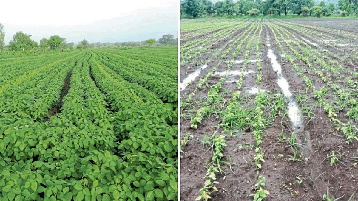 BBF Technology : बेड तारी त्याला कोण मारी| Benefits of broad bed farrow ...