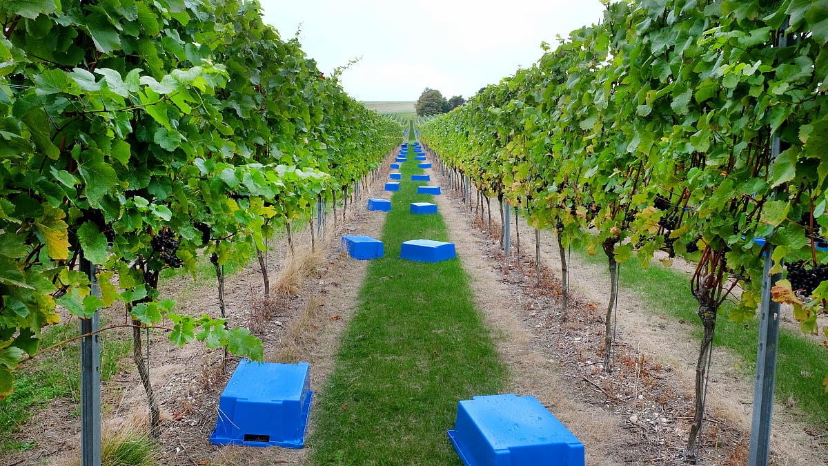 Grape Crop Management : कोरड्या वातावरणातील द्राक्ष बागेचे व्यवस्थापन|Vineyard management in dry ...