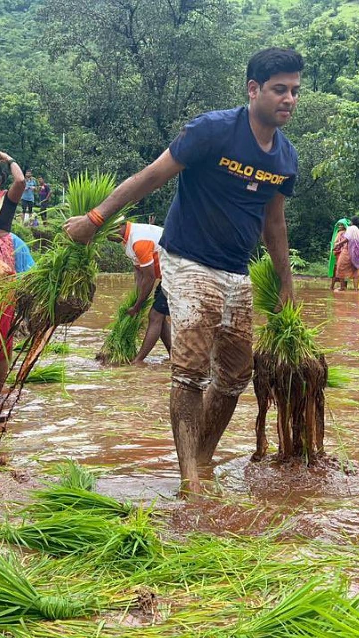 Chief Ministers son MP Shrikant Shinde is also engaged in paddy ...