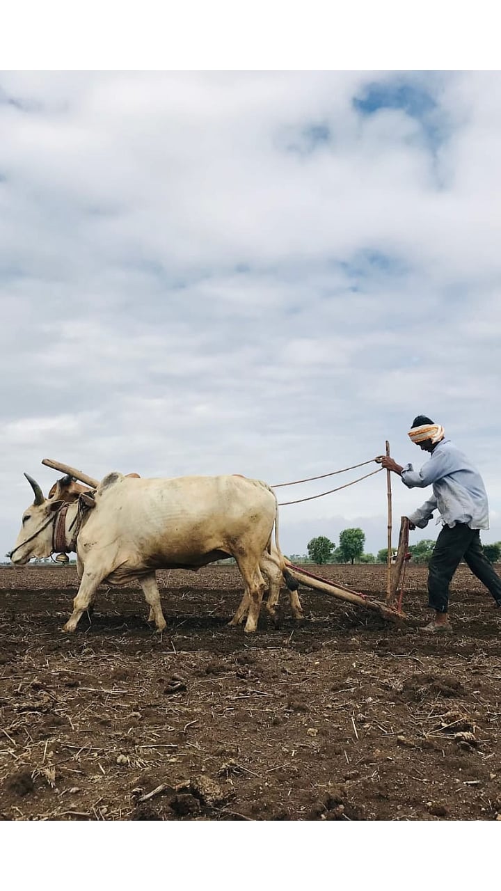 Kharif Sowing : अखेर पेरण्यांनी घेतला वेग; शेतकरी राजा लागला कामाला ...