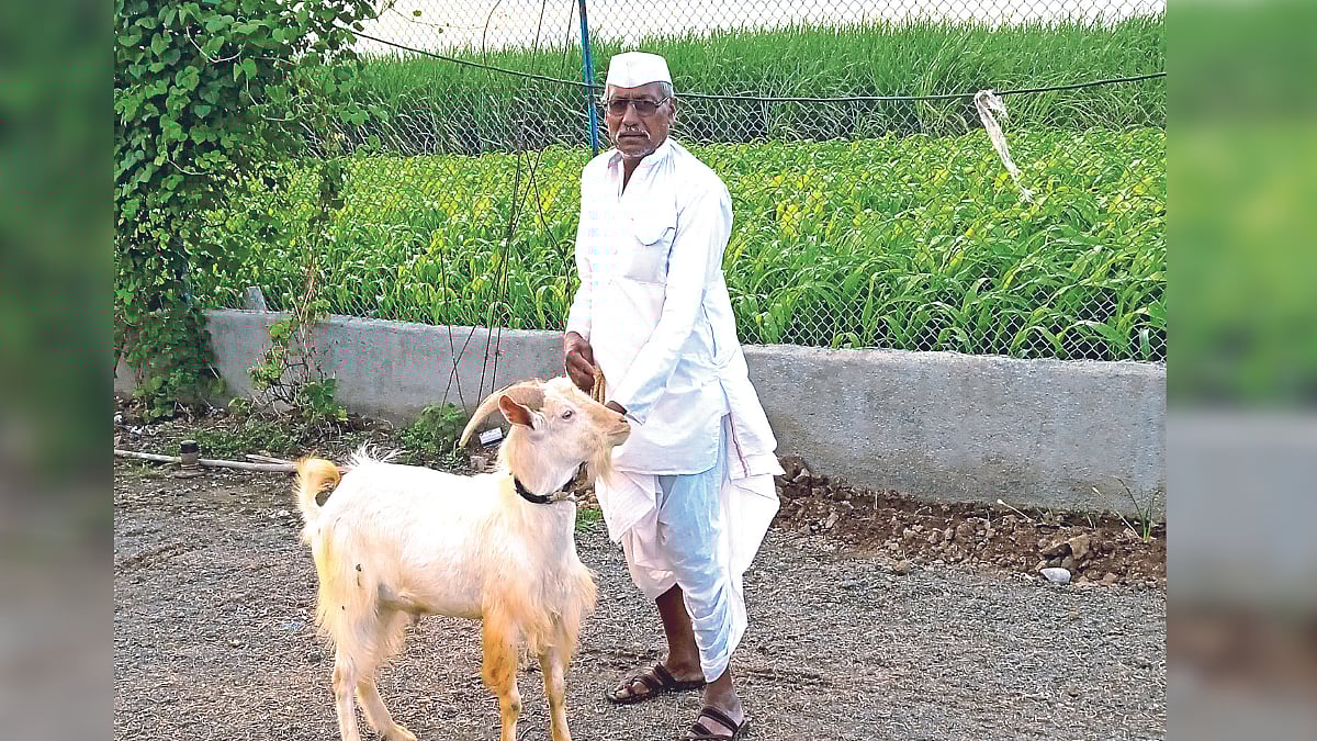 Goat Rearing : शेळीपालनातून आर्थिक प्रगती|Economic development through ...