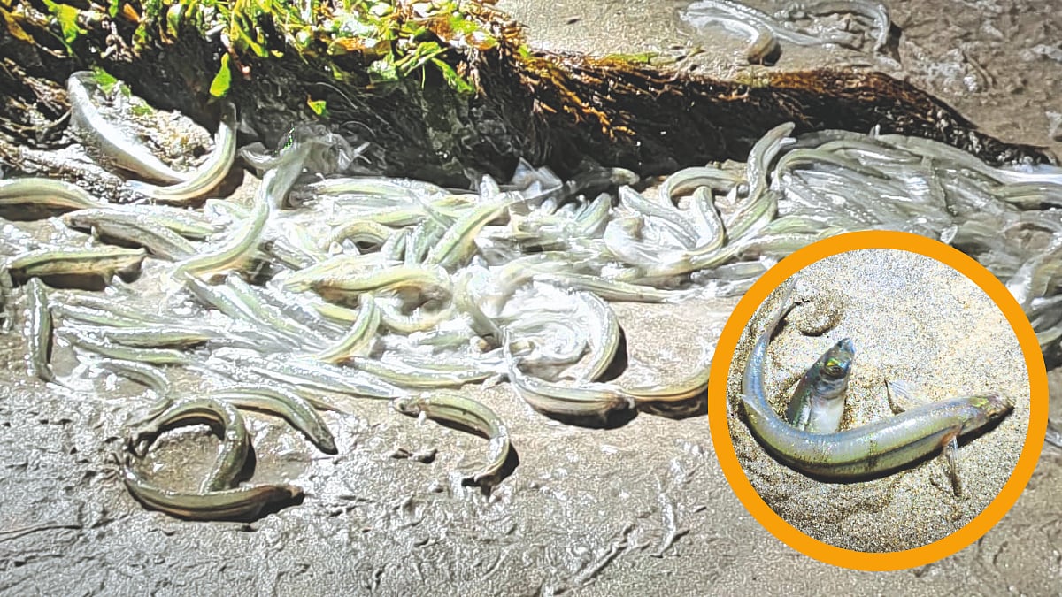 Grunion Fish : ग्रुनियन माशांचे प्रजनन ः जीवशास्त्रातील अनोखी घटना ...