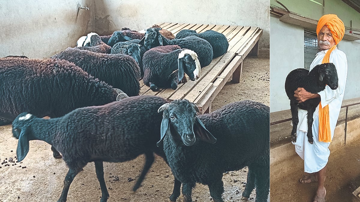 Sheep Rearing : सदुसष्ट वर्षे वयाचा मेंढीपालनातील युवक|