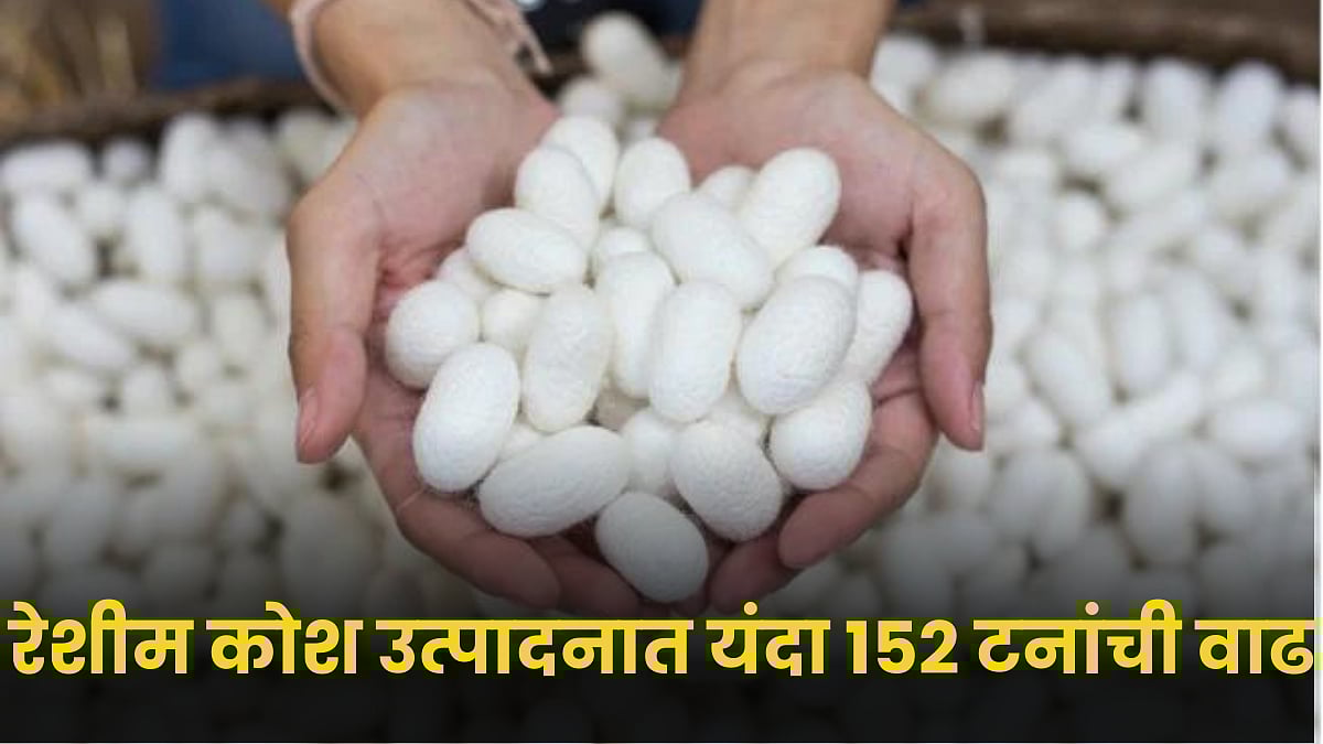 Silk Cocoon Production । रेशीम कोश उत्पादनात यंदा १५२ टनांची वाढ ...
