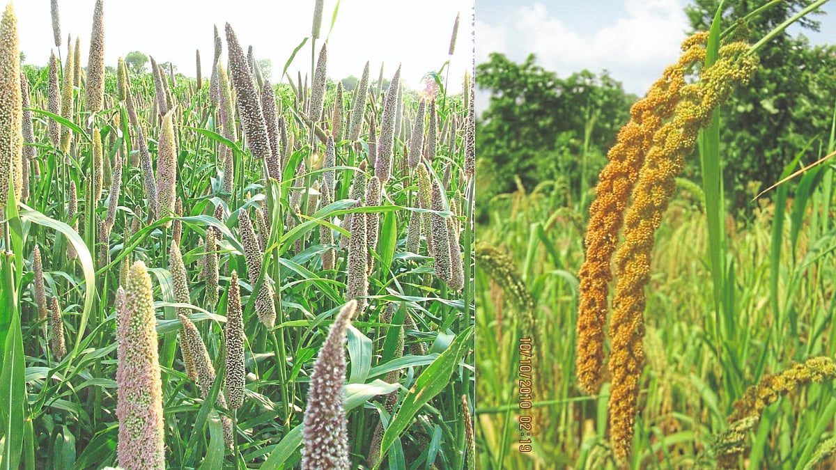 Millet Procurement । सरकार भरडधान्याची २६ लाख टन खरेदी करून वितरण करणार ...