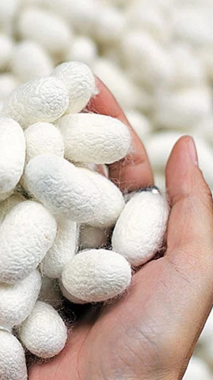 Many benefits from sericulture low cost and high profit|रेशीम शेतीला ...