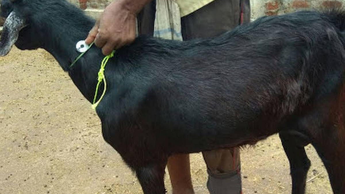 Bokad Gives Milk : काय सांगता! चक्क बोकड दूध देते, काय आहे नेमकं प्रकरण ...